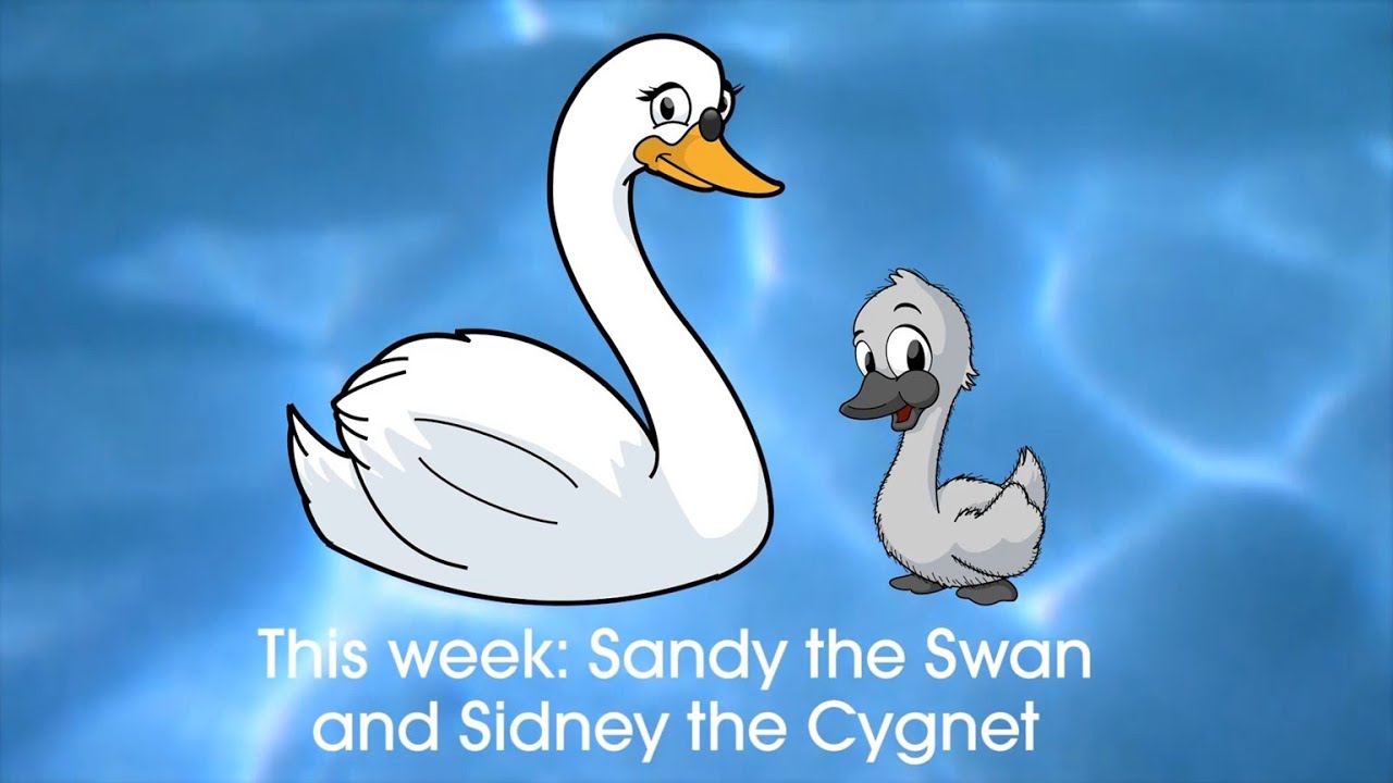 Sidney the Cygnet & Sandy the Swan - YouTube