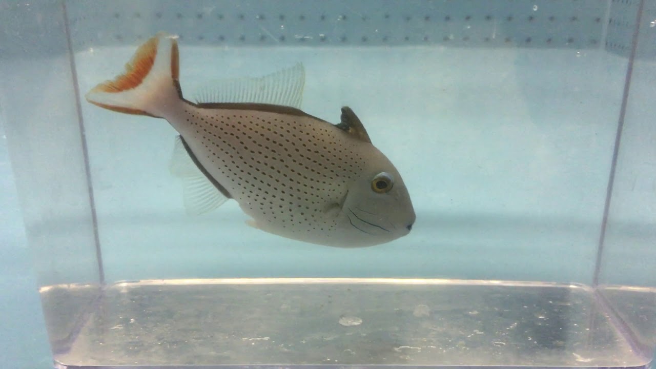 Red Tail Triggerfish - YouTube