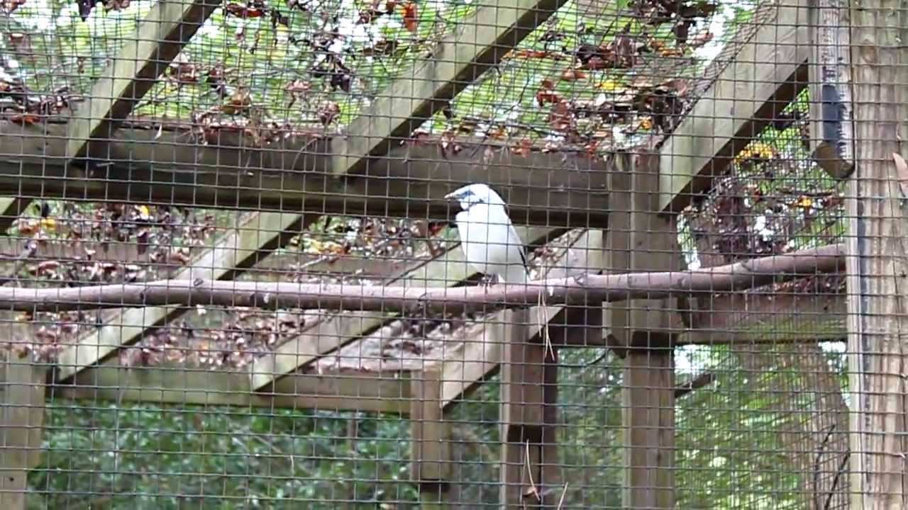 Bali Myna Bird at the Atlanta Zoo - YouTube