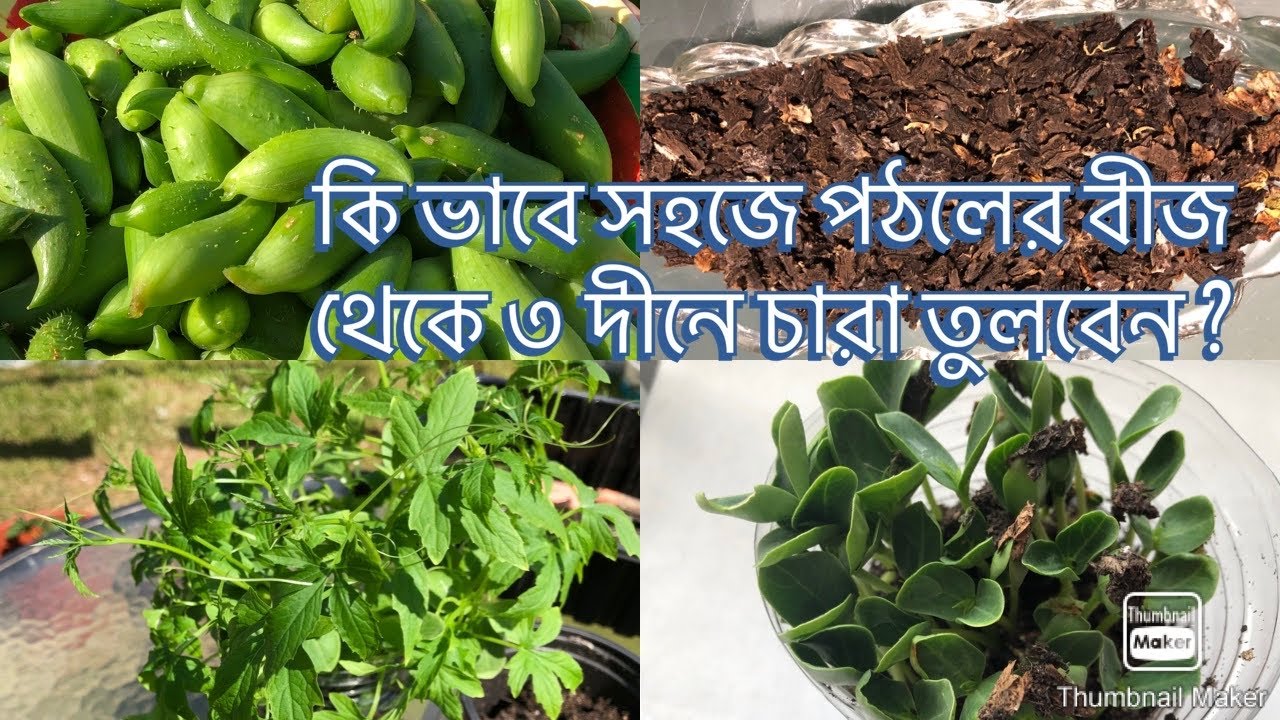 Shokher Bagan /How to grow pottle plant and transpired to pot 5 June ...