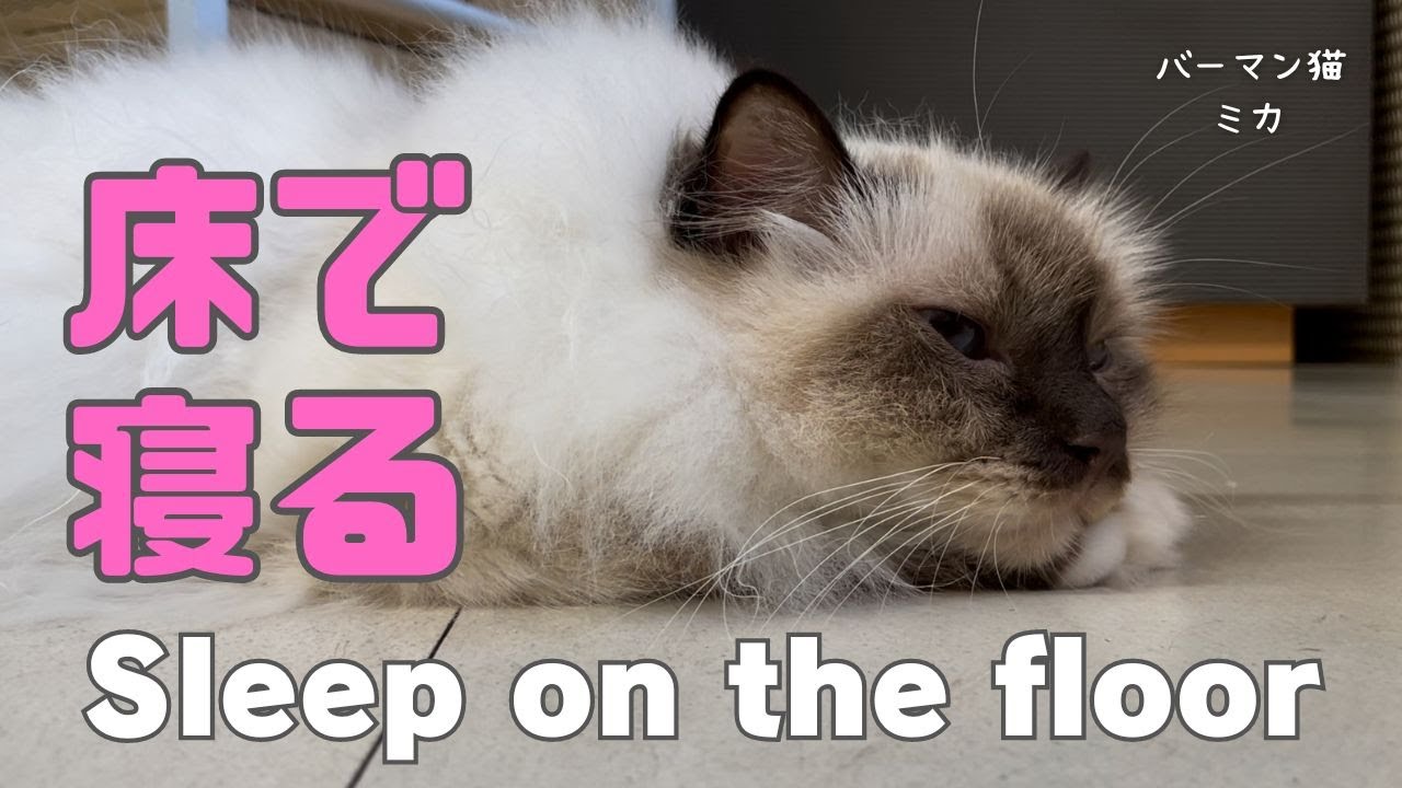 バーマン猫ラフとミカ【床で寝る】Sleep on the floor（バーマン猫）Birman/Cat - YouTube