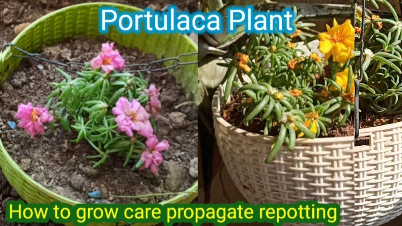 🔴How to grow,care & propagate repotting of portulaca plant|Best ...