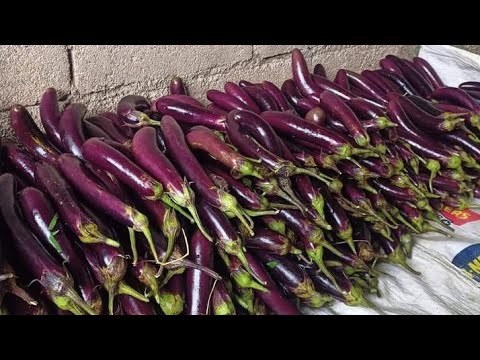 update sa tanom na palaging binabaha/@alingfepay9470 - YouTube