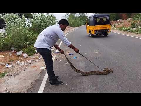Vizag snake catcher7569135128 - YouTube