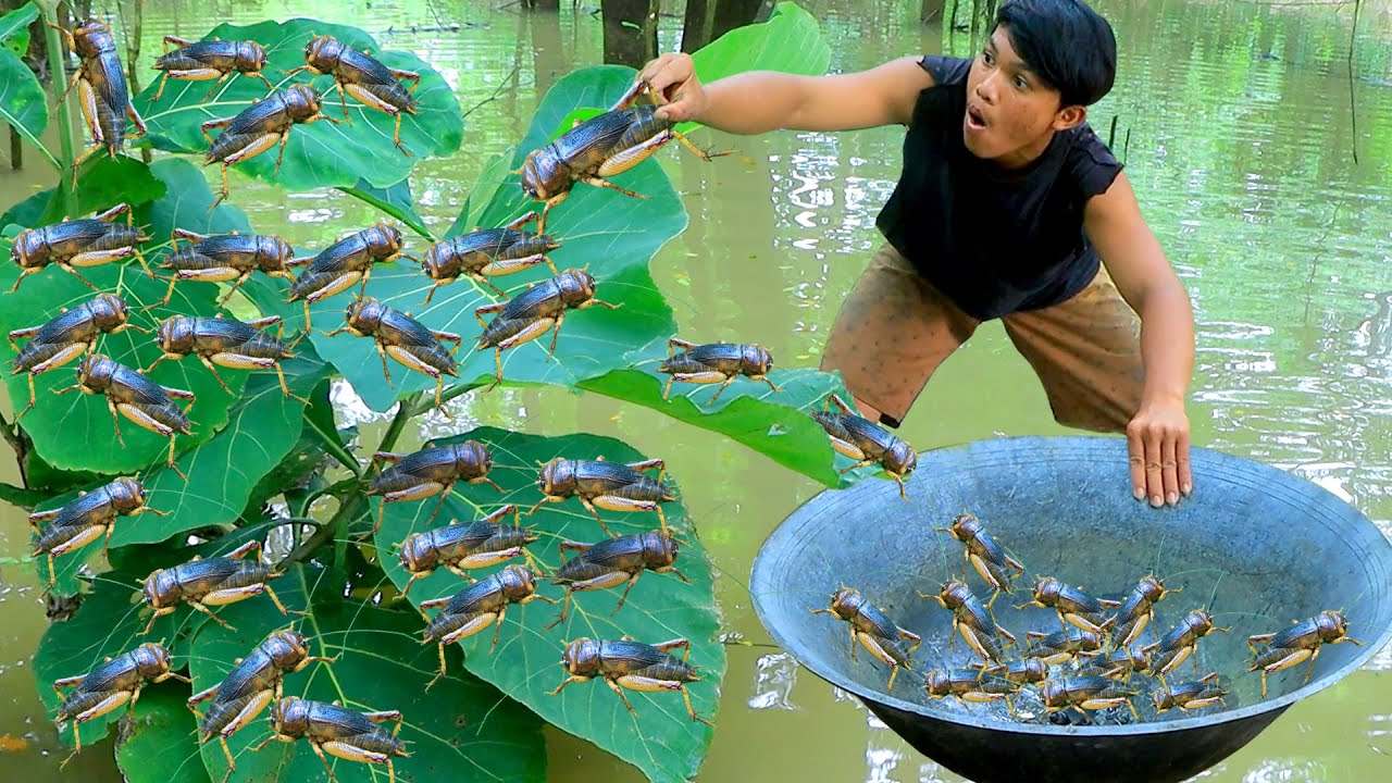 Catch big cricket in flooded trees | Cook cricket and eat with salad ...
