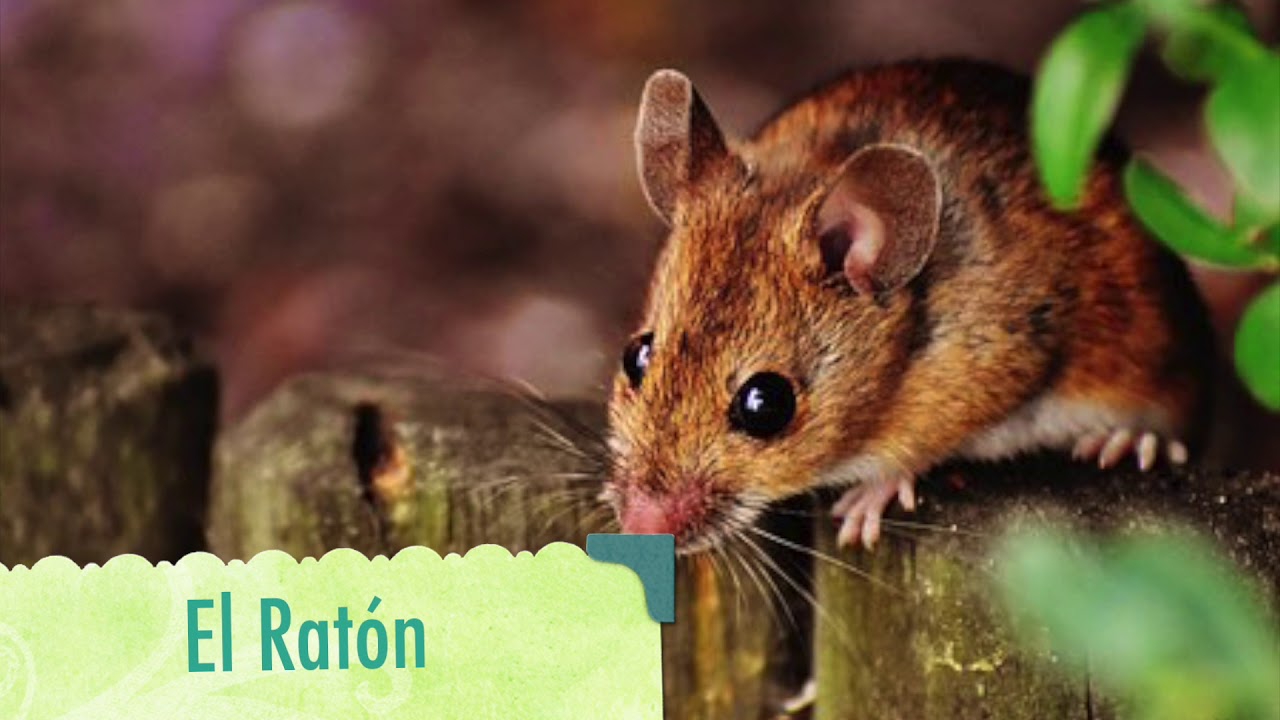 Animal Names & Sounds in Spanish! ~ Level 1 | Mi Camino Spanish™ - YouTube