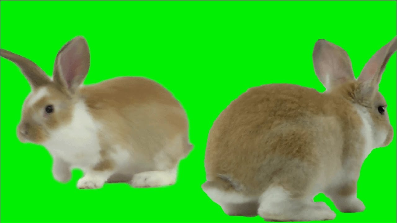 Green Screen Rabbit (free) - YouTube