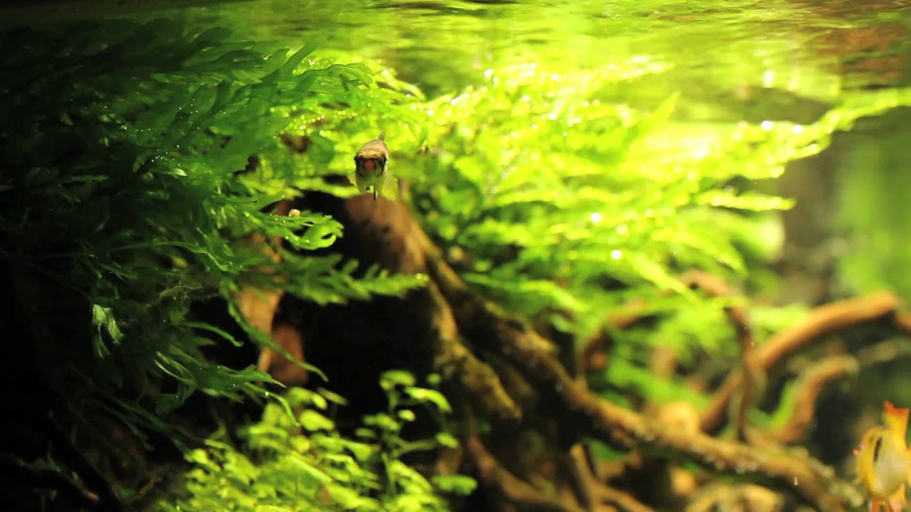 Scape Rudy Lathouders - YouTube