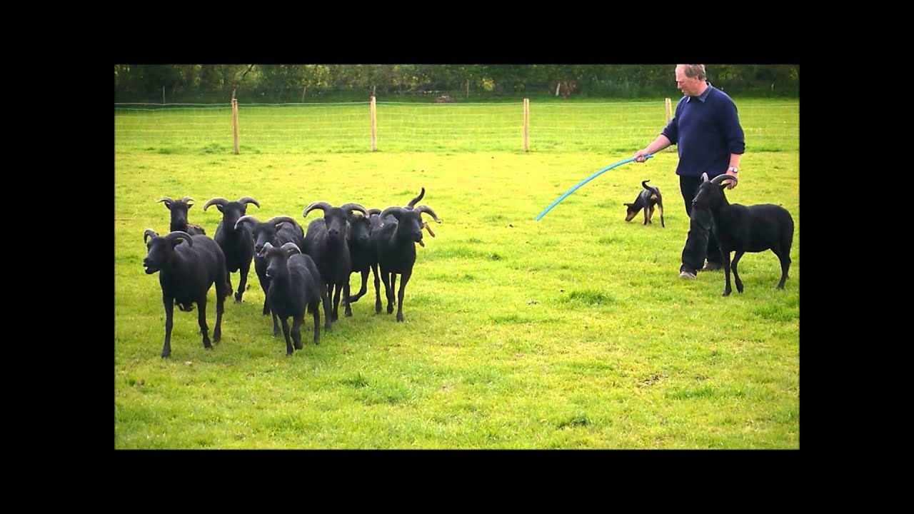 New Zealand Huntaway pups 16 weeks - YouTube