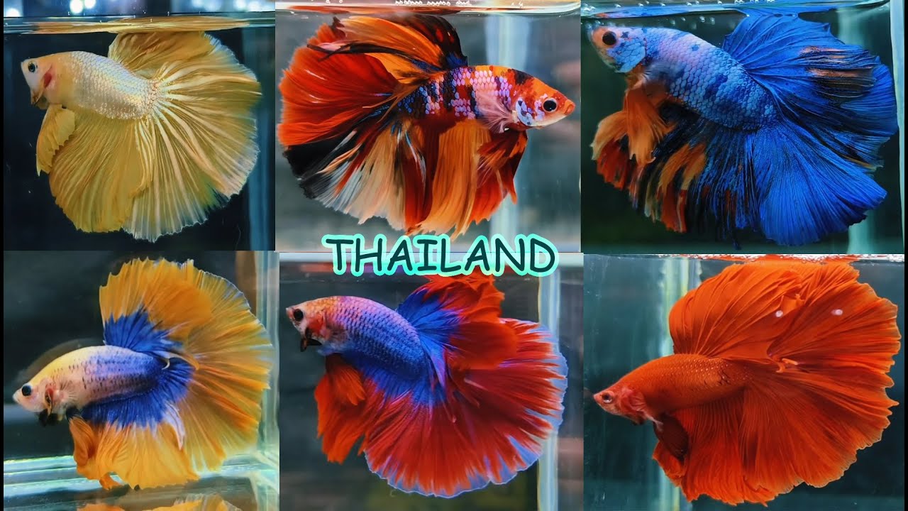 THAILAND IMPORTED OHM BETTA FISH CATALOGUE - YouTube