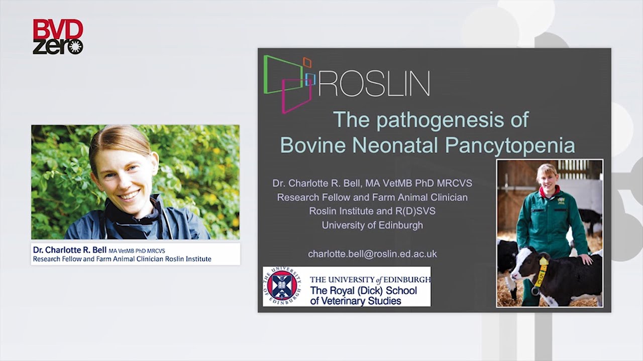 The Pathogenesis of Bovine Neonatal Pancytopenia (BNP), Dr. Charlotte R ...