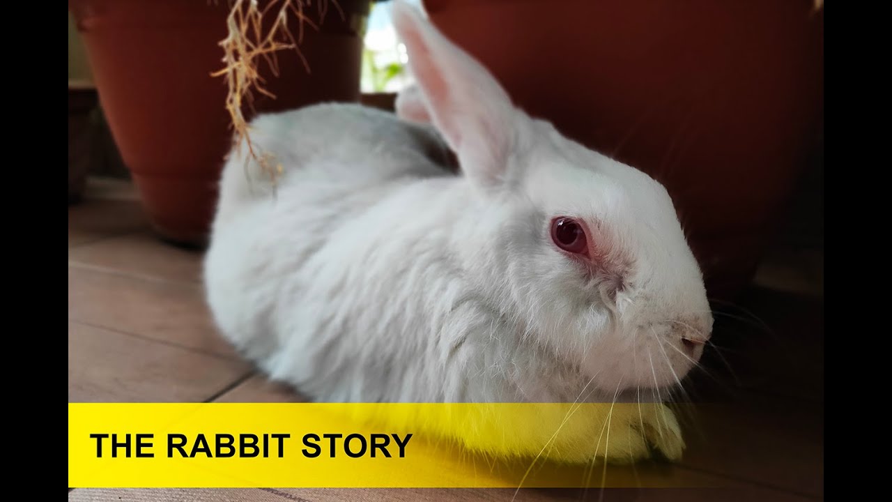 RABBIT/BUNNY DANCING [FUNNY VIDEO] #2 COMPILATION 2020 - THE ADOPTED ...