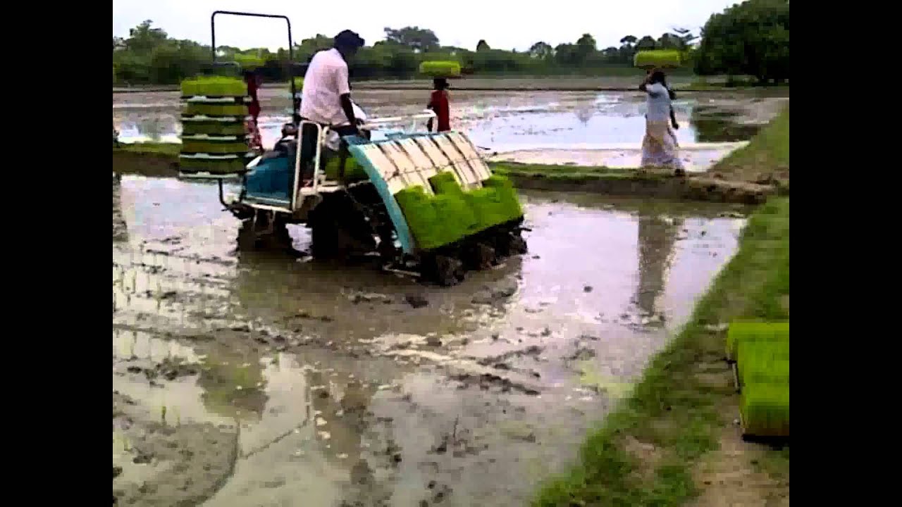 SRI Method of Paddy Cultivation - YouTube