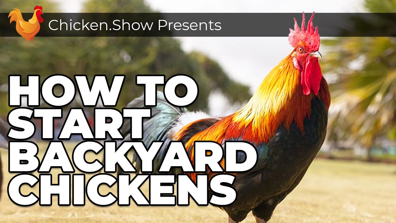 Chicken Keeping 101 A Complete BEGINNERS GUIDE To Backyard Chickens ...