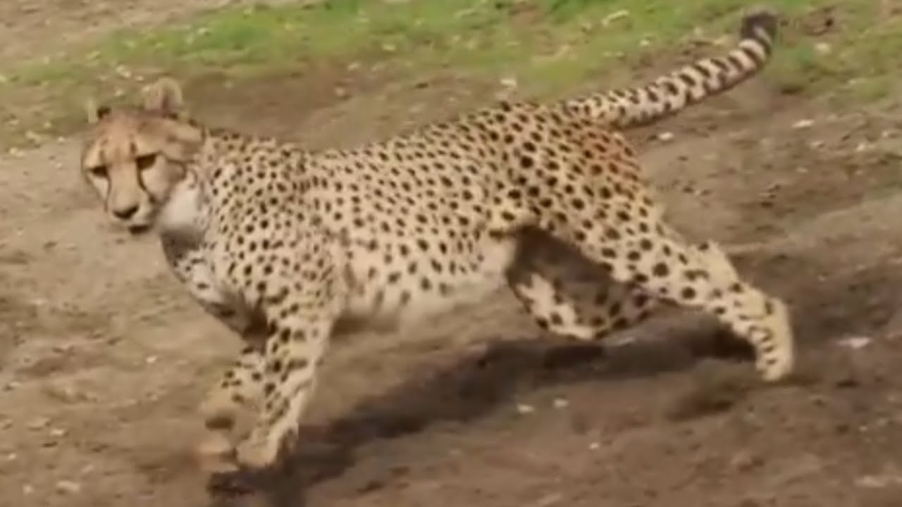 Zoombies 2 [2019] - Cheetah Screen Time - YouTube