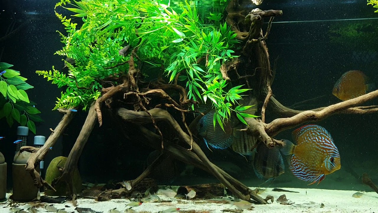Wild Discus Tank 1120 L - YouTube
