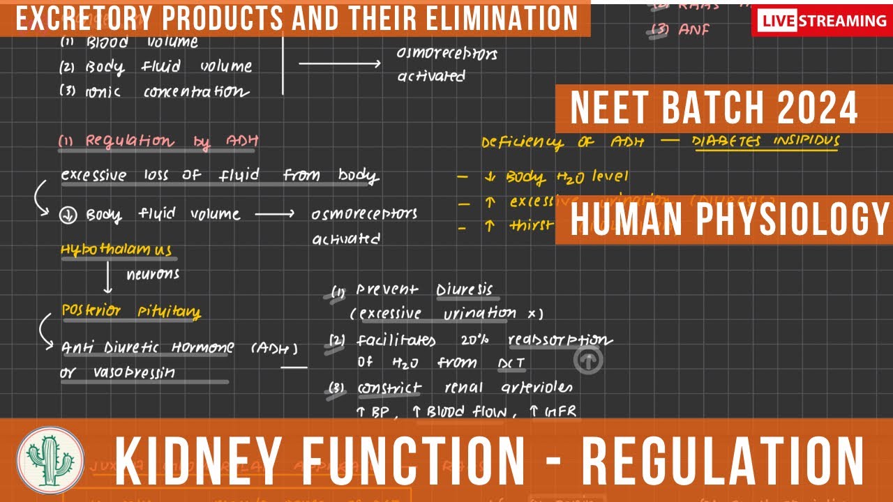 L7: Kidney Function - REGULATION I Excretory Products & their ...