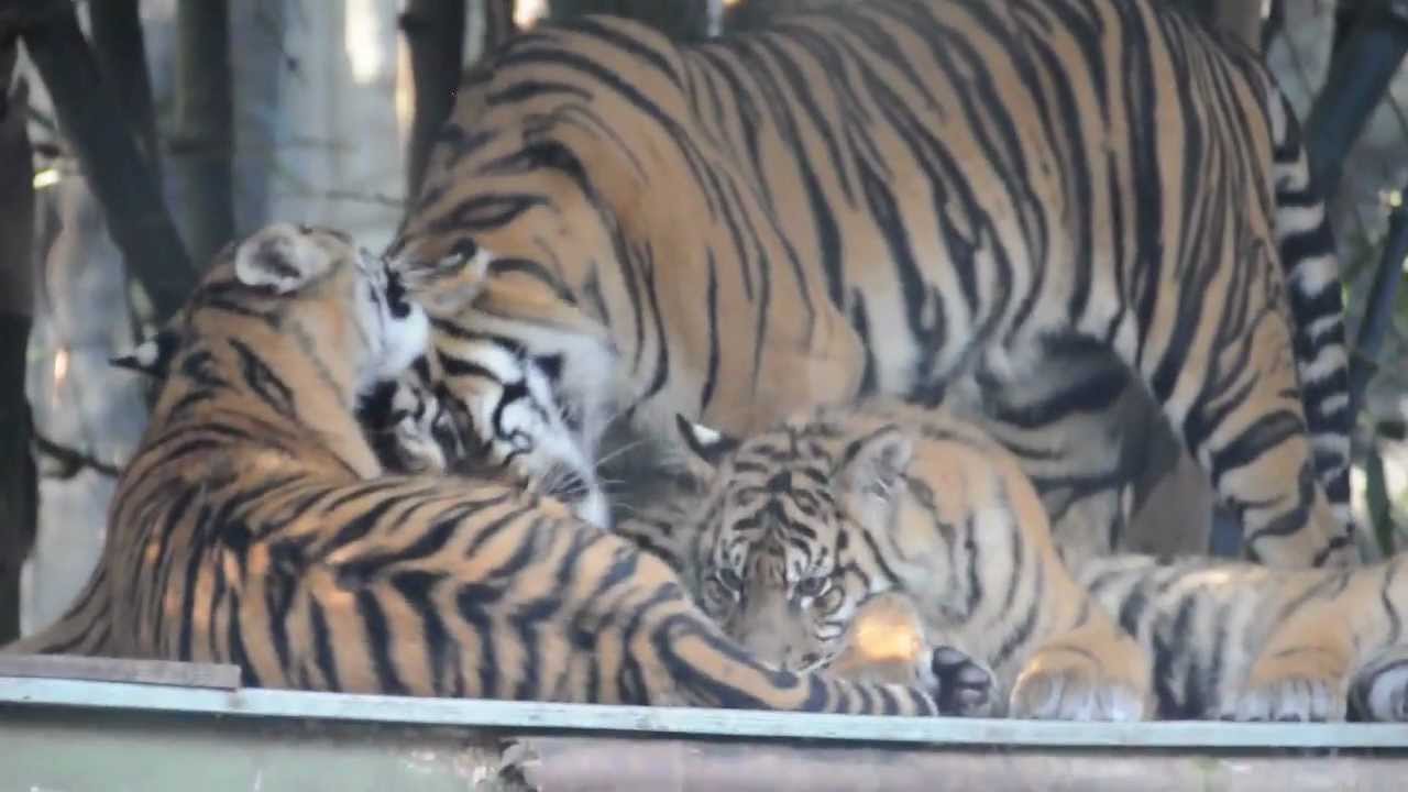 Sumatran Tigers Grooming HD - YouTube