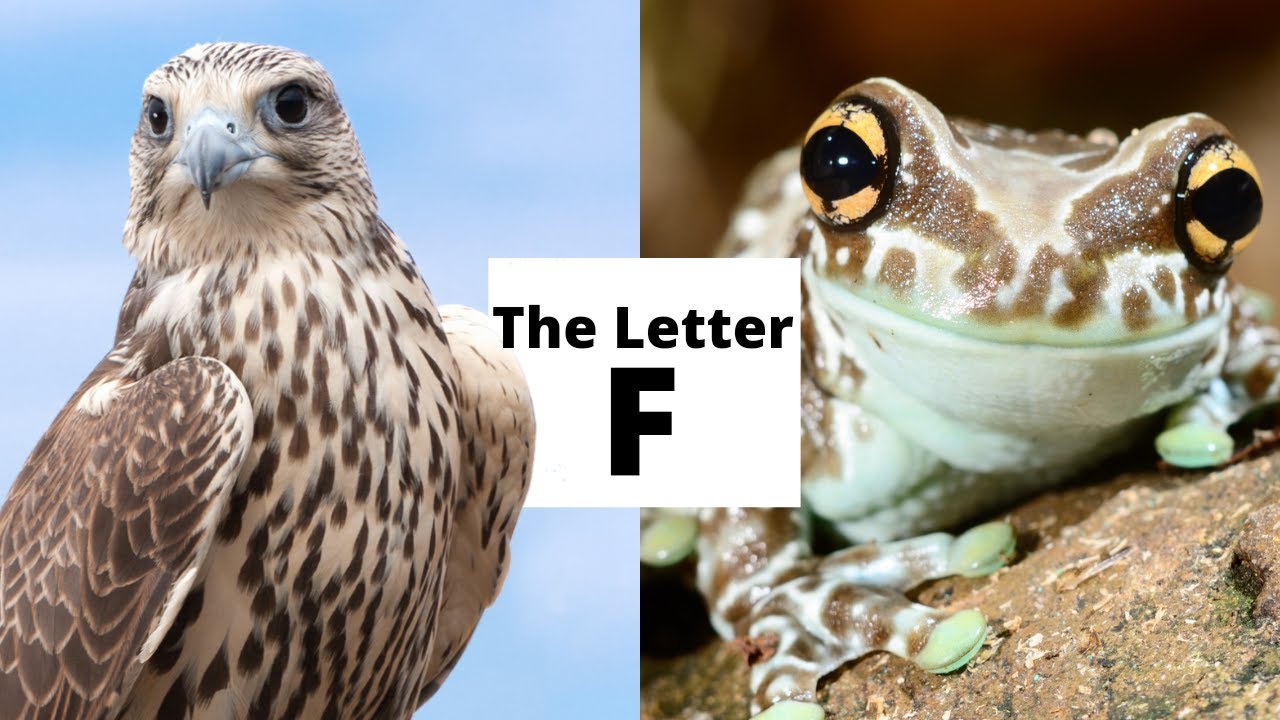 The Letter F | Phonics for Toddlers | Learn the alphabet | ABCs - YouTube