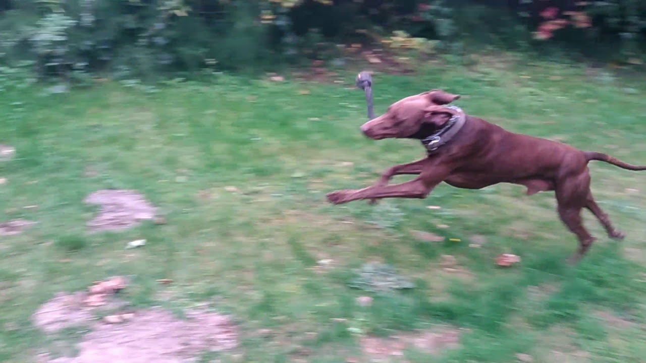 Pointeraner German Shorthaired Pointer Weimaraner - YouTube