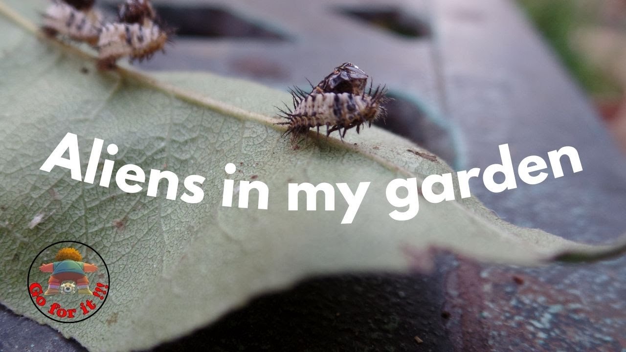 Aliens in my Garden - friend or foe? - YouTube