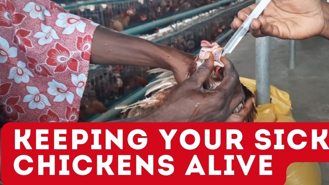 How To Give Water To A Sick Chicken || Signs To Show That A Chicken Is ...