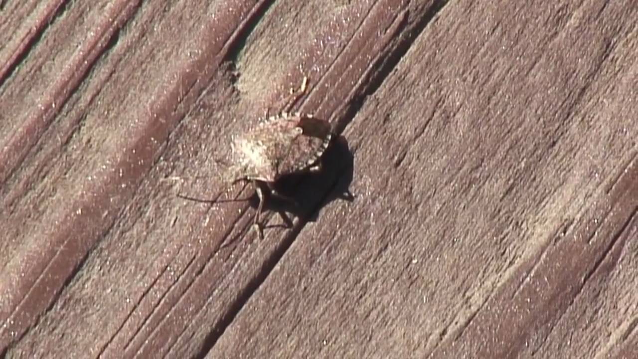 Stink bugs invade Delaware [Delaware Online News Video] - YouTube