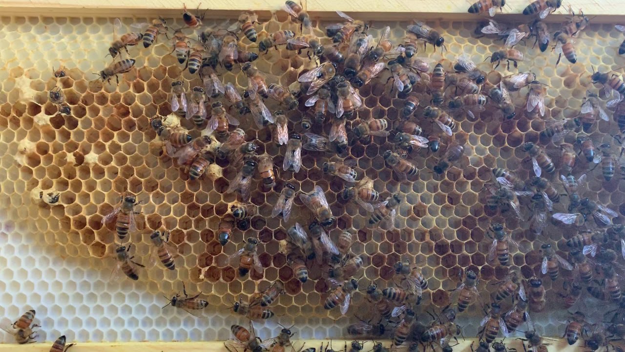 20 minute bee observation video - YouTube