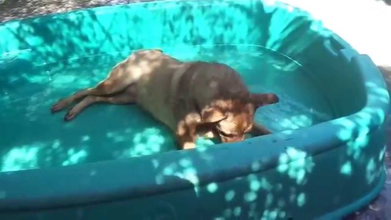 ADOPT Lacy: unique Vizsla/Labrador Retriever mix - YouTube