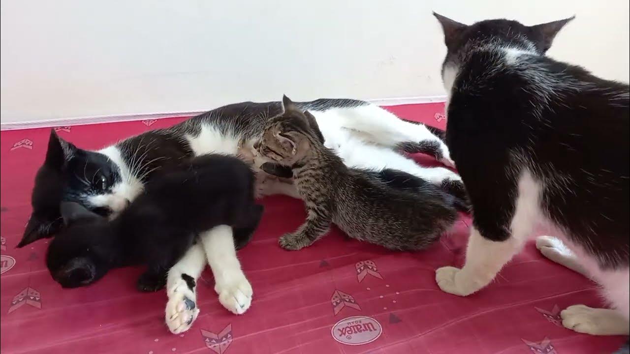 Mother Cat and Father Cat Taking care of kittens - YouTube