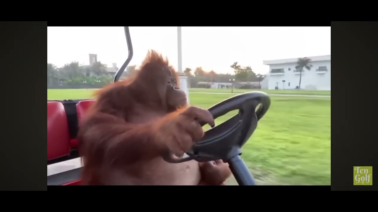 Monkey driving a Golf cart🤣🤣🤣🤣 - YouTube