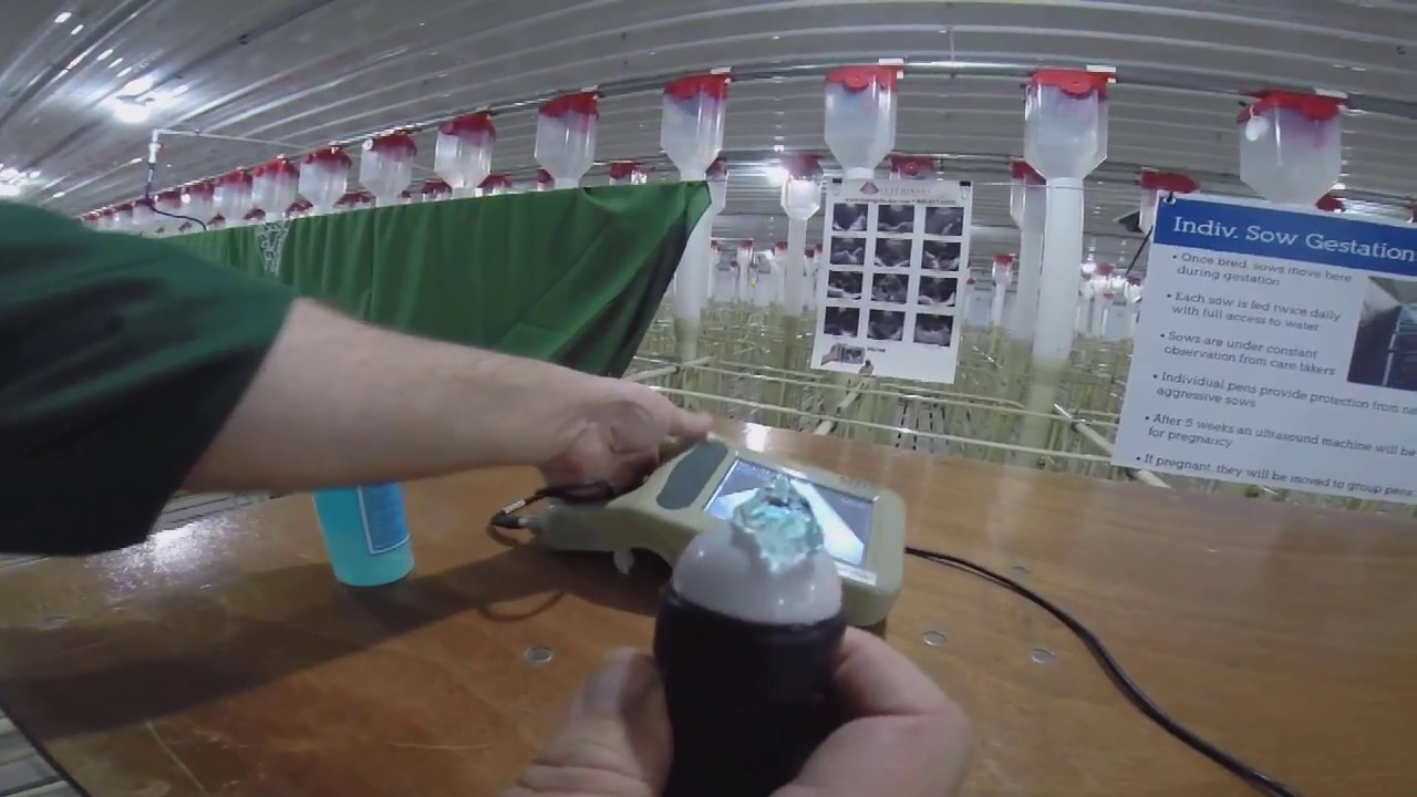 Inside A Pig Barn - Individual Gestation - YouTube