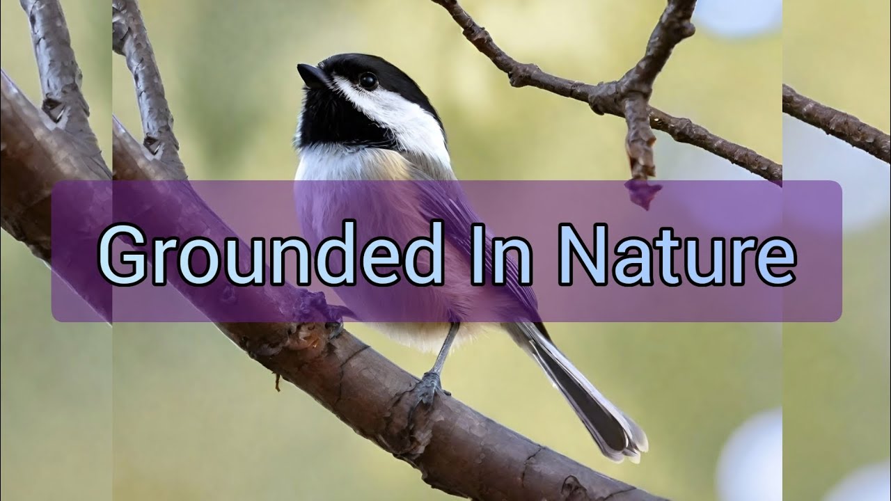 Grounded In Nature 🎶 #PeacefulMusic #BirdSounds #CalmingMusic - YouTube