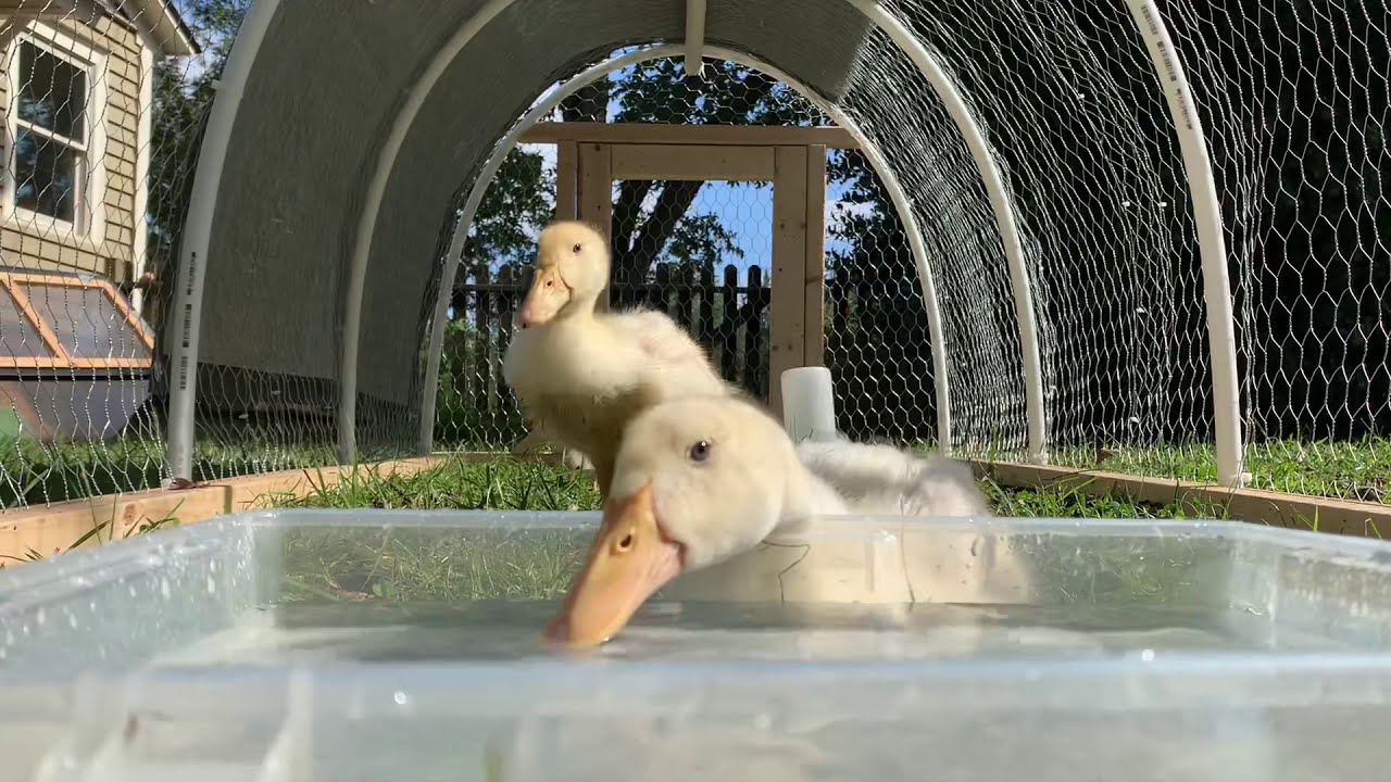 The Duck Tractor - YouTube