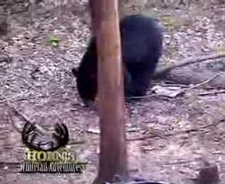 Saskatchewan Black Bear with Muzzleloader - YouTube