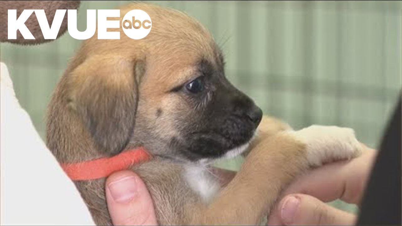 Austin Pets Alive! encourages holiday adoptions - YouTube