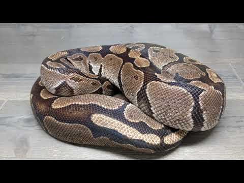 How is Our Volta Ball Python Doing?! - YouTube