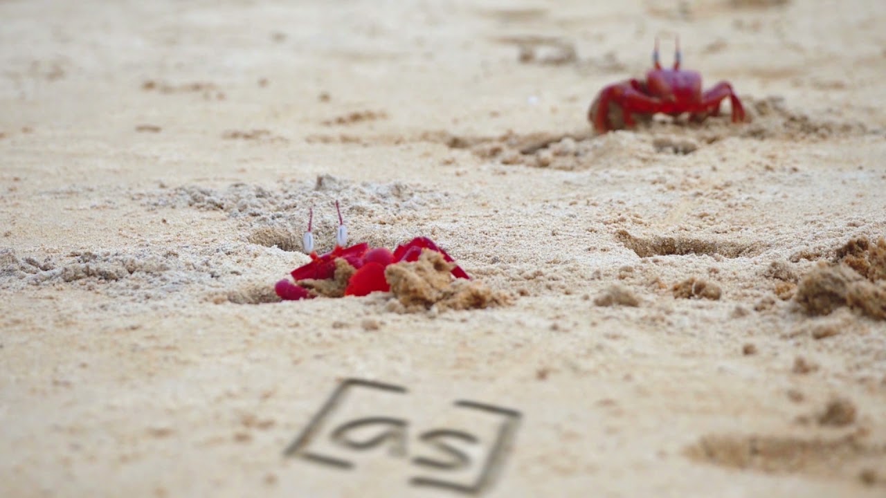 Adult Swim Bump: Crabs Walking on the Sea Shore (FANMADE) - YouTube