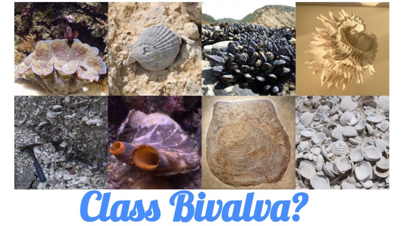 Class Bivalvia - YouTube