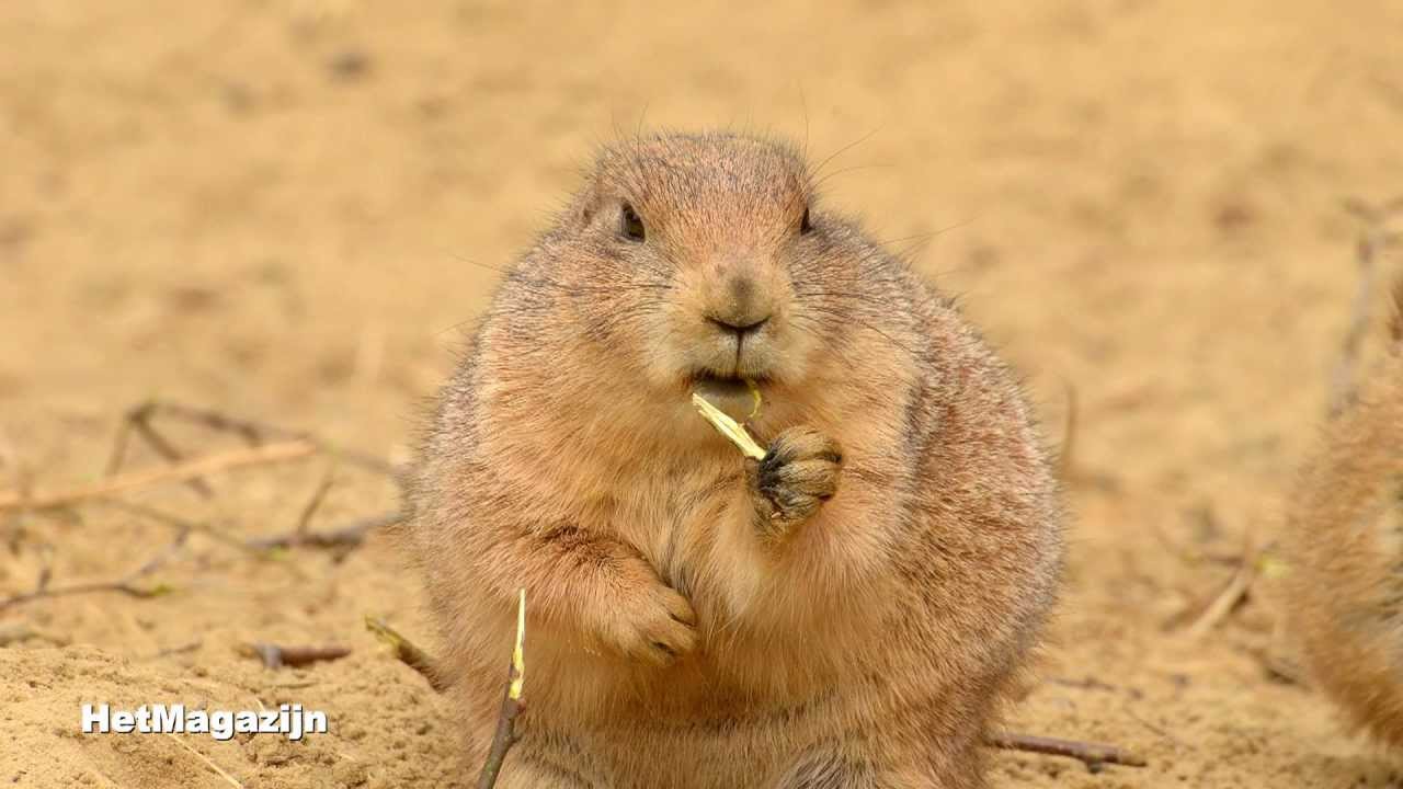 Smakelijk eten, prairiehond! - YouTube