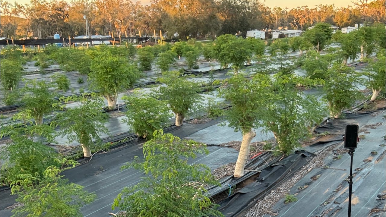 Spring Prep: Trimming & Harvesting BIG Moringa Trees for MAX Yields ...