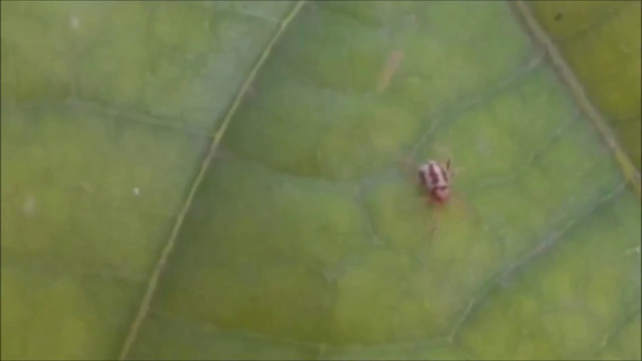 Balaustium leanderi, Ácaro depredador controlador de plagas. - YouTube