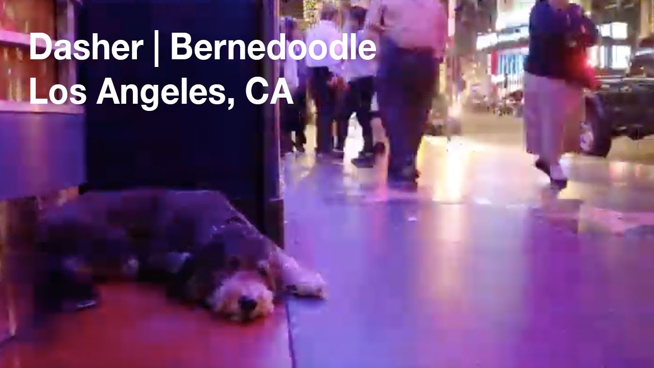 Bernedoodle Training | Dasher | Los Angeles, CA - YouTube