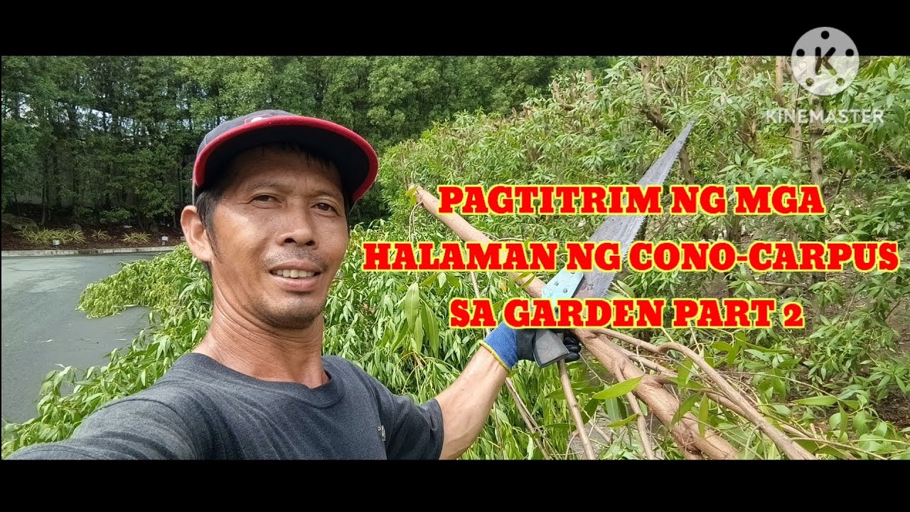 KAPINOY/PAGTITRIM NG MGA HALAMAN NG CONO-CARPUS SA GARDEN PART 2 - YouTube