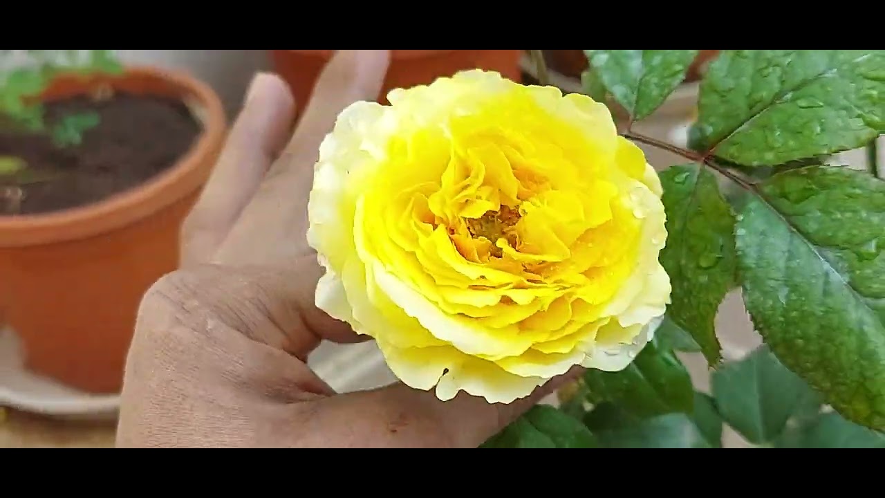 Beatrice - DA-2 - Rose 🌹- David Austin -India ( Wedding Rose 🌹 ...