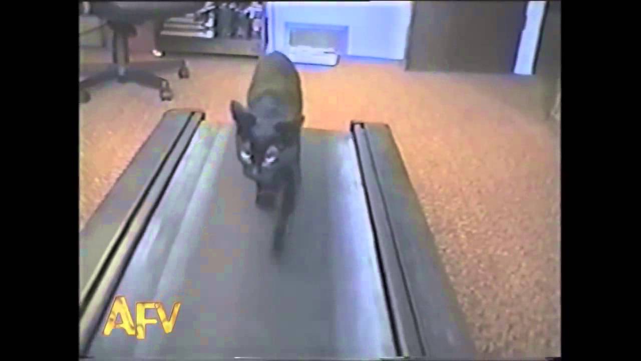 Black Cat On A Treadmill Cat AFV - YouTube