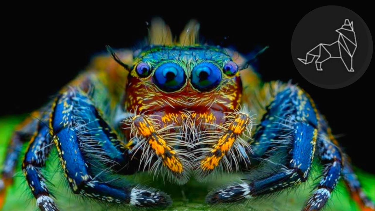 As ARANHAS Mais RARAS e EXÓTICAS do Mundo! - YouTube