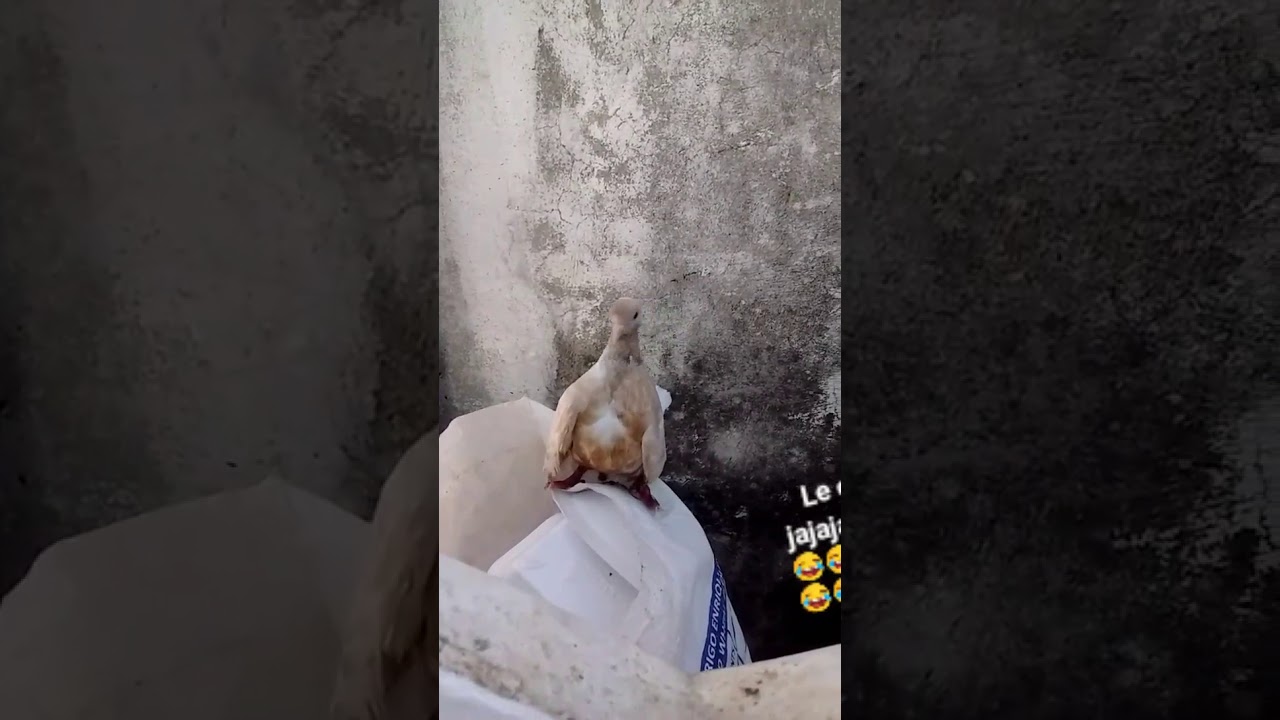 El teque teque ahora - YouTube