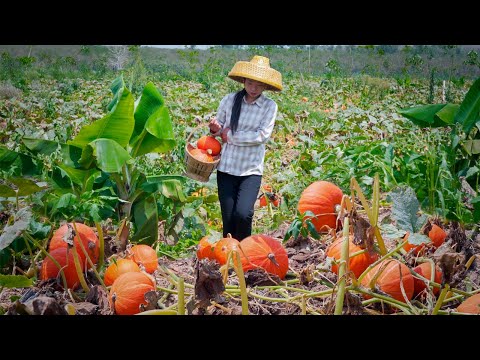 一個視頻集齊了紅皮南瓜的幾種吃法｜Amazing red pumpkin made into a delicious Chinese food ｜野小妹 wild girl