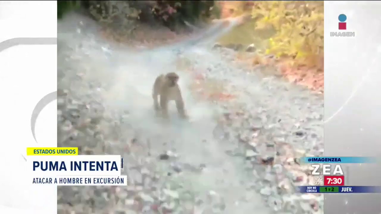 VIDEO: Puma intenta atacar a hombre en excursión | Noticias con ...
